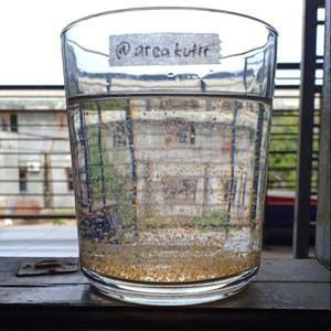 Jual Populer Daphnia Magna Kutu Air Raksasa ++ 100 Ekor - Jakarta ...