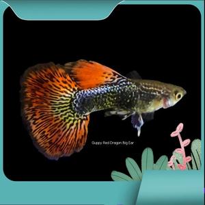 Jual Guppy Red Dragon Big Ear / Ikan Hias Air Tawar Aquascape - Jantan - Kota Kediri ...