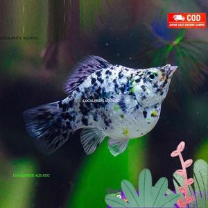 Jual Molly Marble Balon / Ikan Hias Aquascape Air Tawar / Ikan Molly ...