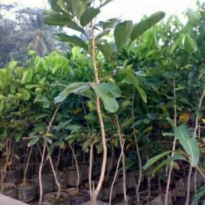 Jual Bibit Buah Rambutan Kapulasan Belanda - Okulasi - Rambutan ...