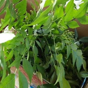 Jual Daun Salam Koja Fresh - Daun Kari/Temuru Fresh 500gr(1/2 kg ...