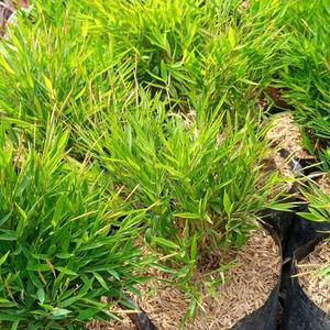 Jual bambu jepang mini - tanaman bambu jepang mini - Kota Bandung ...