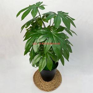 Jual TANAMAN ARTIFICIAL RANDU DAUN 9 & 18 CABANG B8090 TANAMAN DEKORASI ...