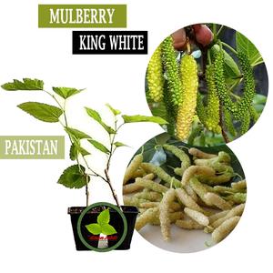 Jual Bibit Mulberry King White Pakistan | Murbei Long Putih Pakistan ...