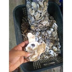 Jual Populer Kulit kerang Oyster/cangkang kerang tiram 1kg media filter ...