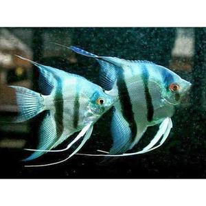 Jual Manfish altum - ikan hias aquascape aquarium ,,, - Kab ...
