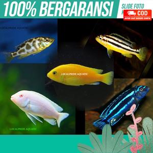 Jual Koleksi Jenis Cichlid - Ikan Hias Aquascape Air Tawar Aquarium ...