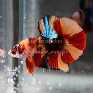 Jual ikan cupang giant multicolor bo 4 cm up jantan multi - cello ...