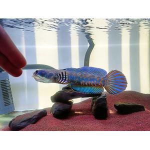 Jual channa blue pulchra 11 12 13 gondrong chana pulcra cana blu ...