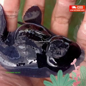 Jual ikan mas koki ranchu black solid rancu hitam pekat kualitas bagus ...
