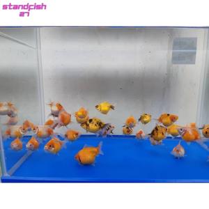 Jual Ikan Hias Koki Mutiara Tikus jumbo mutik beli 3 gratis 1 random ...