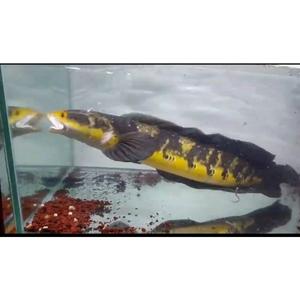 Jual Ikan Channa 21 25 cm maru yellow sentarum red eye chana ys GARANSI ...