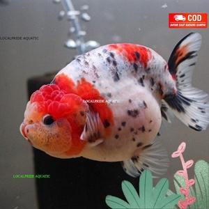 Jual Ikan koki ranchu pancawarna maskoki gold fish - 6-8 cm - Kab ...