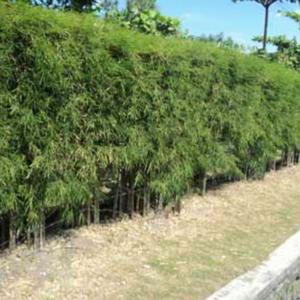 Jual tanaman hias untuk pagar bambu Jepang - pohon bambu Jepang ( BTL ...