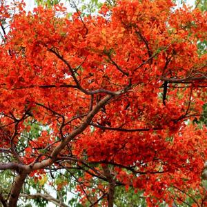 Jual Bibit Tanaman Pohon Bunga Tabebuya 1 meter BEBAS PILIH WARNA ...