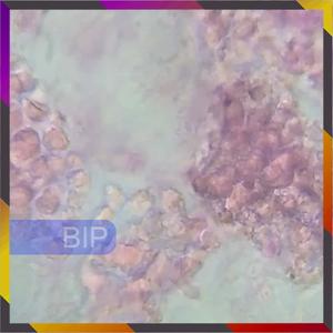 Jual PREPARAT KERING AWETAN SEED EMBRYO ZEA MAYS - Kota Bogor ...