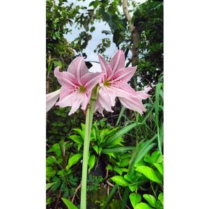Jual Amarilis Pink Merah Muda Lengkap Dengan Daun Bonggol Akar Amarylis ...