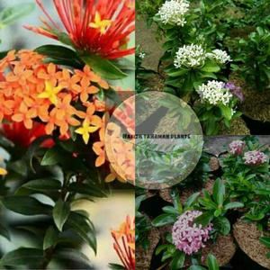 Jual Promo paket bunga asoka 3 jenis warna oren puti pink Tanaman idup ...