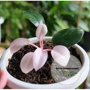 Jual Tanaman ias Pink Congo Pilodendron - Pilo idup- Bunga idup a Bunga ...