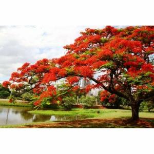 Jual Bibit Tanaman Tabebuya Merah tinggi 2 Meter - Full media tanam ...