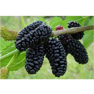 Jual New Biji Buah Mulberry Tree Seeds Morus Nigra Fruit Seeds - Kota ...