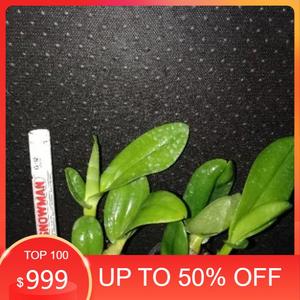 Jual SEEDLING anggrek besi dendrobium-anggrek papua - Kab. Bogor - Doks ...