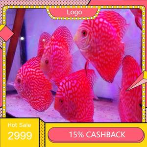 Jual Discus Pigeon Cherry Red Snake mulai ukuran 1 cm ( Hiasan Aquarium ...