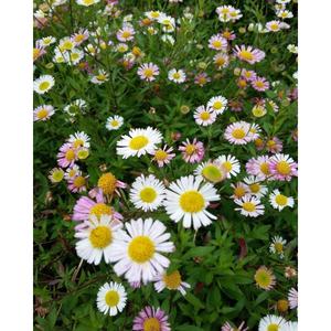 Jual Tanaman Hias Bunga DAISY - Bunga Hidup Keniker Cosmos Berbunga ...
