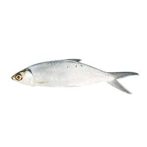 Jual IKAN FRESH BANDENG SUPER 300 GR - Kota Semarang - Hypermart ...