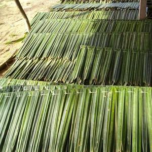 Promo Atap daun rumbia atap dahon atap gazebo natural - Kering - Kab ...
