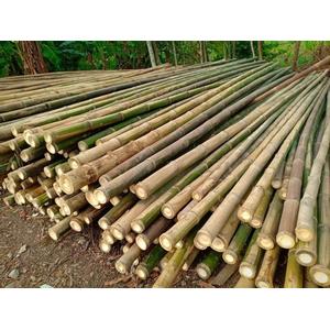 Jual Bambu Proyek Besar Panjang 2 METER Untuk Kandang Pagar Rumah dan ...