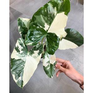 Jual Alocasia Sente Varigata / keladi talas variegata ALOCASIA ...