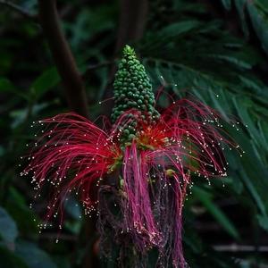 Jual Tanaman bunga Kaliandra pagoda / calliandra calothyrsus - Kab ...