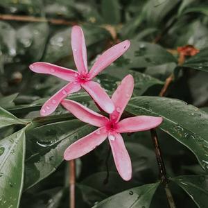 Jual kopsia bunga pink / copsia bogorinensis vegetasi lebah - Kab ...