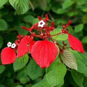 Jual Nusa indah / bunga musa endah / Mussaenda erythrophylla / pucuk ...