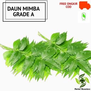 Jual Daun Mimba Daun Intaran Obat Sakit Kusta Neem Tree Azadirachta ...