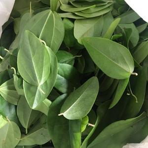 Jual Daun Cincau Hijau Teh Cincau Kering Cincau Perdu Premna ...