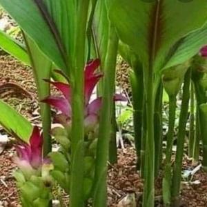 Jual Pohon temu putih tanaman herbal bibit pohon temu putih curcuma ...