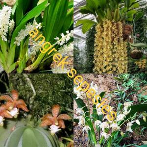 Jual paket angrek 4 jenis angrek sp hutan - Kota Bekasi - distributor ...