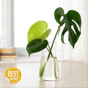 Jual VAS BUNGA KACA AESTHETIC / POT TANAMAN AIR HIDROPONIK - BATU ...