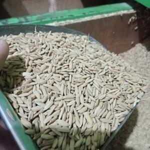 Jual gabah bangkok/gabah merah/gabah padi 1kg repack - Kota Tangerang ...