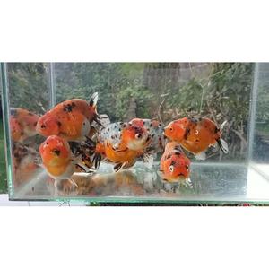 Jual Ikan Mas Koki Rancu Calico / ranchu calico fancy - Rancu calico, 5 ...