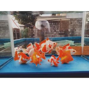 Jual Ikan Mas Koki Ryukin / ryukin punuk berkualitas - Kota Tangerang ...