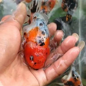 Jual Ikan Mas Koki Rancu Calico / ranchu calico fancy - Rancu calico, 7 ...