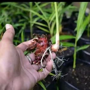 Jual Tanaman herbal jahe merah / bibit pohon jahr merah - Jakarta Barat ...