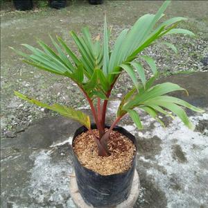 Jual Promo Tanaman hias palm botol Merah - palem botol indoor/outdoor ...