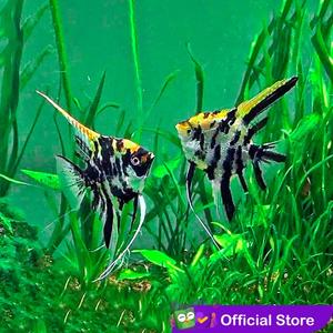 Jual Manfish Tricolor/ Angel FIsh / Ikan Hias Aquascape/Air Tawar-Size7 ...