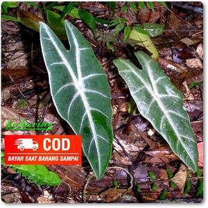 Jual Tanaman hias Alocasia longliba - talas hutan - kuping ga wadypo ...