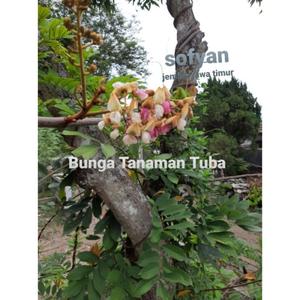 Jual Stek tanaman tuba atau jenu yopgka 7396wi - Jakarta Timur - INIGUZ ...