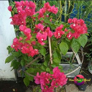 Jual Tanaman Hias Bunga Bougenville Pink / Bugenvil Bunga Pi wullyu ...